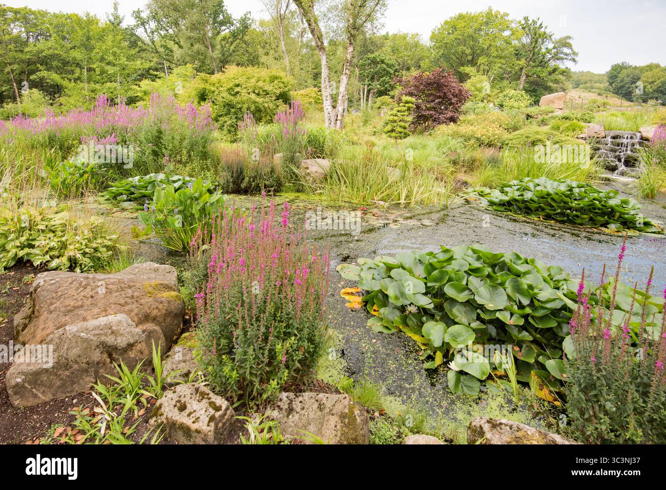 Authentic chinese garden growing lasting legacy hi-res stock ...