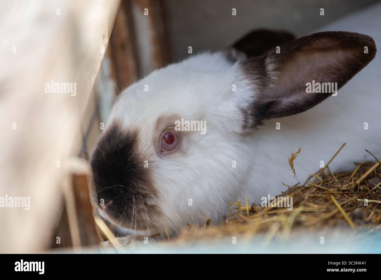 Cute rabbit in black box hi-res stock photography and images - Alamy