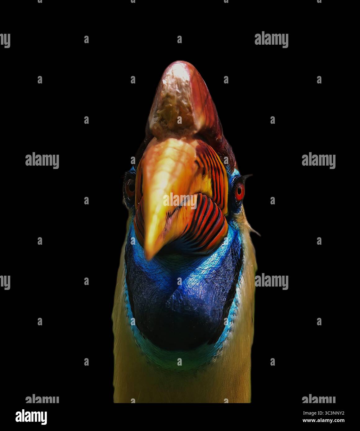 Knobbed hornbill feeding hi-res stock photography and images - Alamy