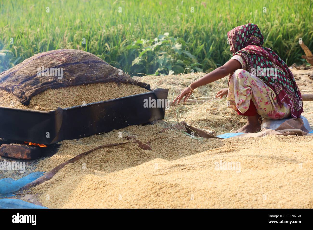 Female agricultural worker boiling paddy grains Stock Photo - Alamy