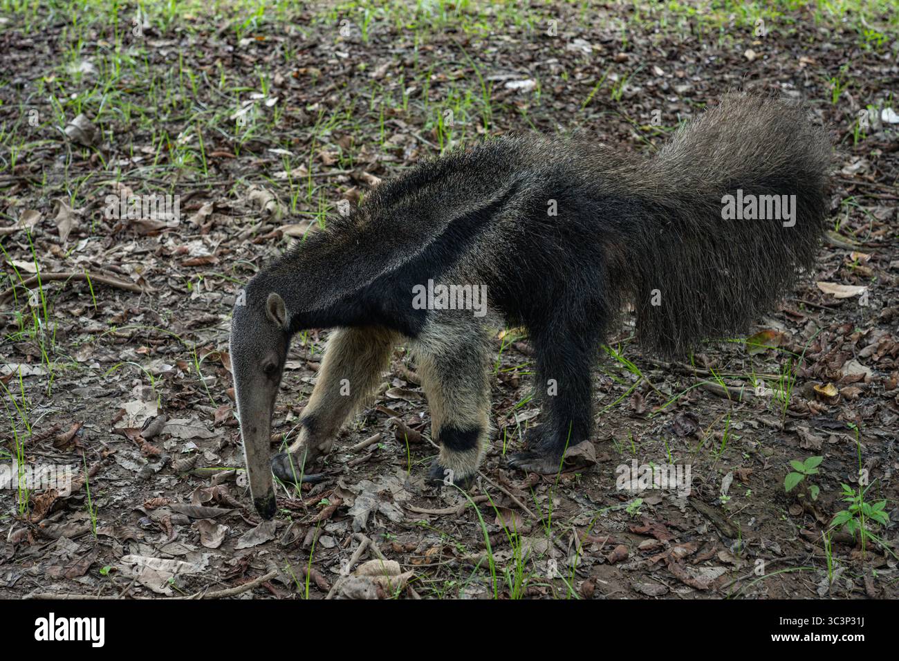 Giant Anteater (Myrmecophaga tridactyla) in Iquitos, Peru Stock Photo ...