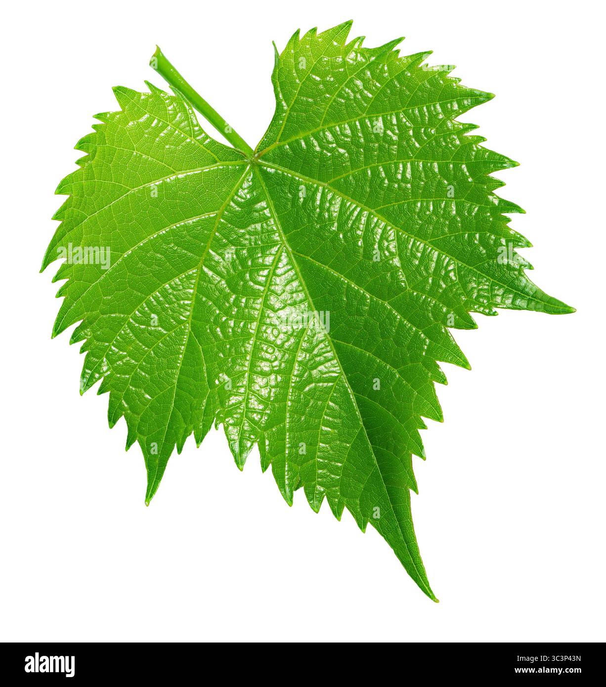 Vibrant green grape leaf with intricate veins isolated on a transparent ...