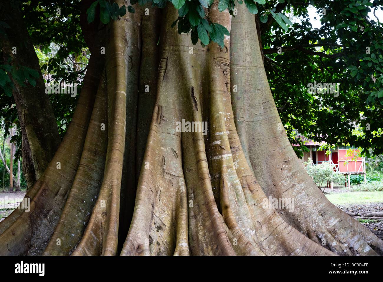 Kapok tree hi-res stock photography and images - Alamy