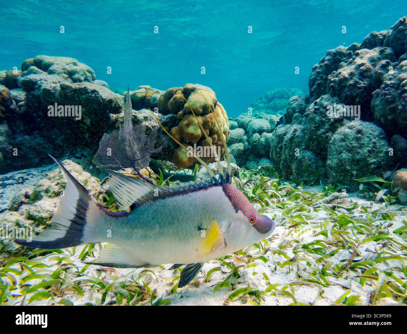 Coral hogfish hi-res stock photography and images - Alamy