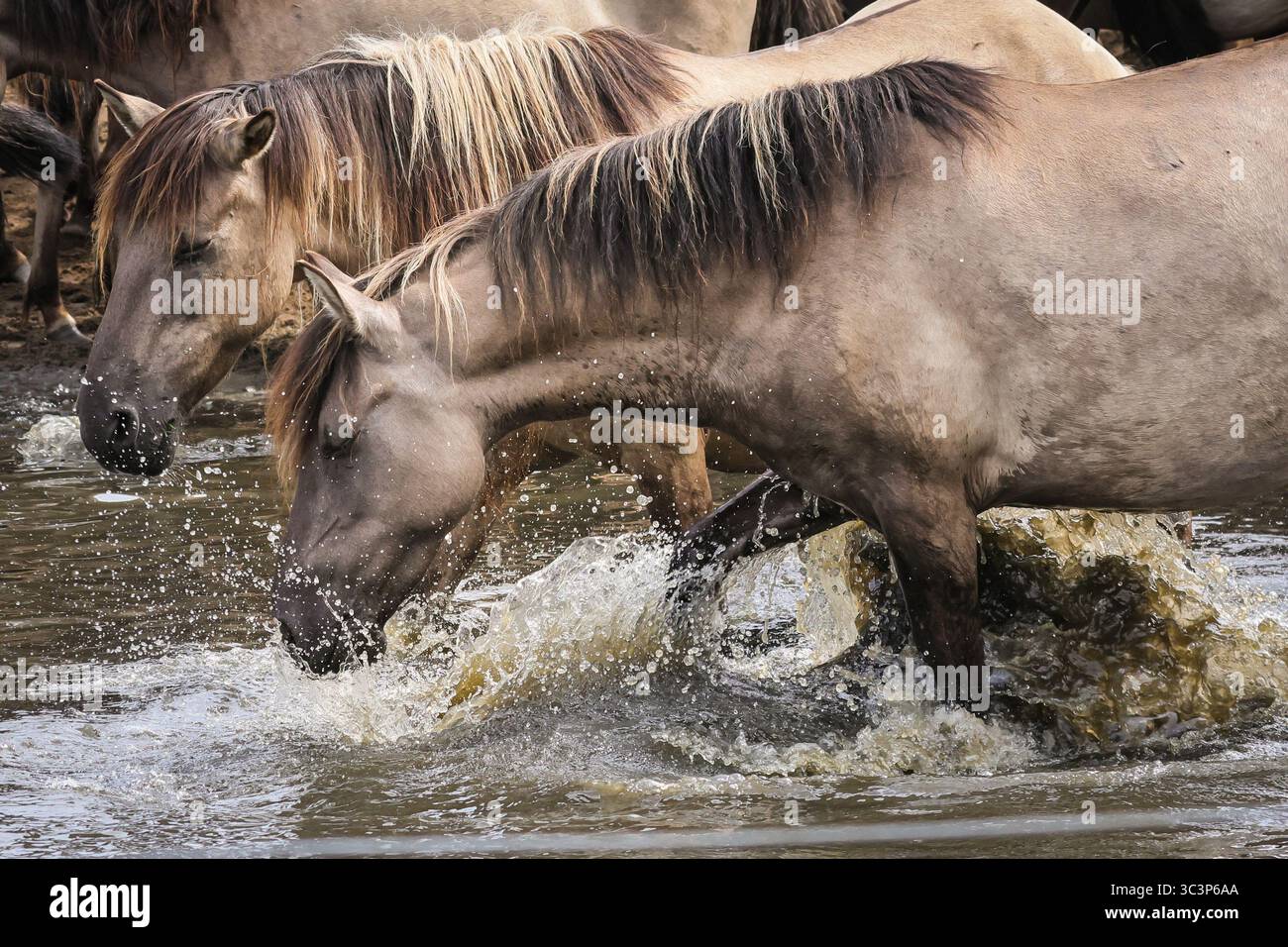 Merfelder Bruch, Dülmen, Germany. 26th July, 2025. The horses enjoy ...