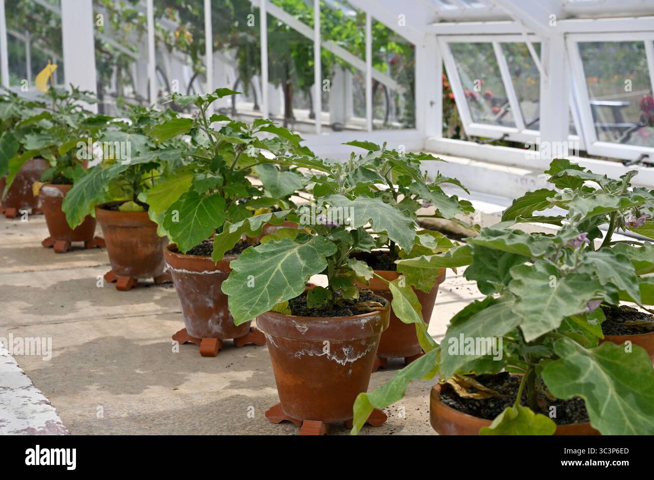 Potted plants of aubergine, aka eggplant, brinjal, or Solanum melongena ...