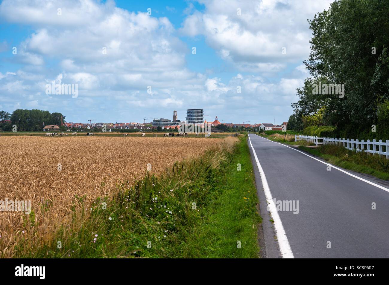 Golden wheat fields with a view over Heist and Duinbergen in ...