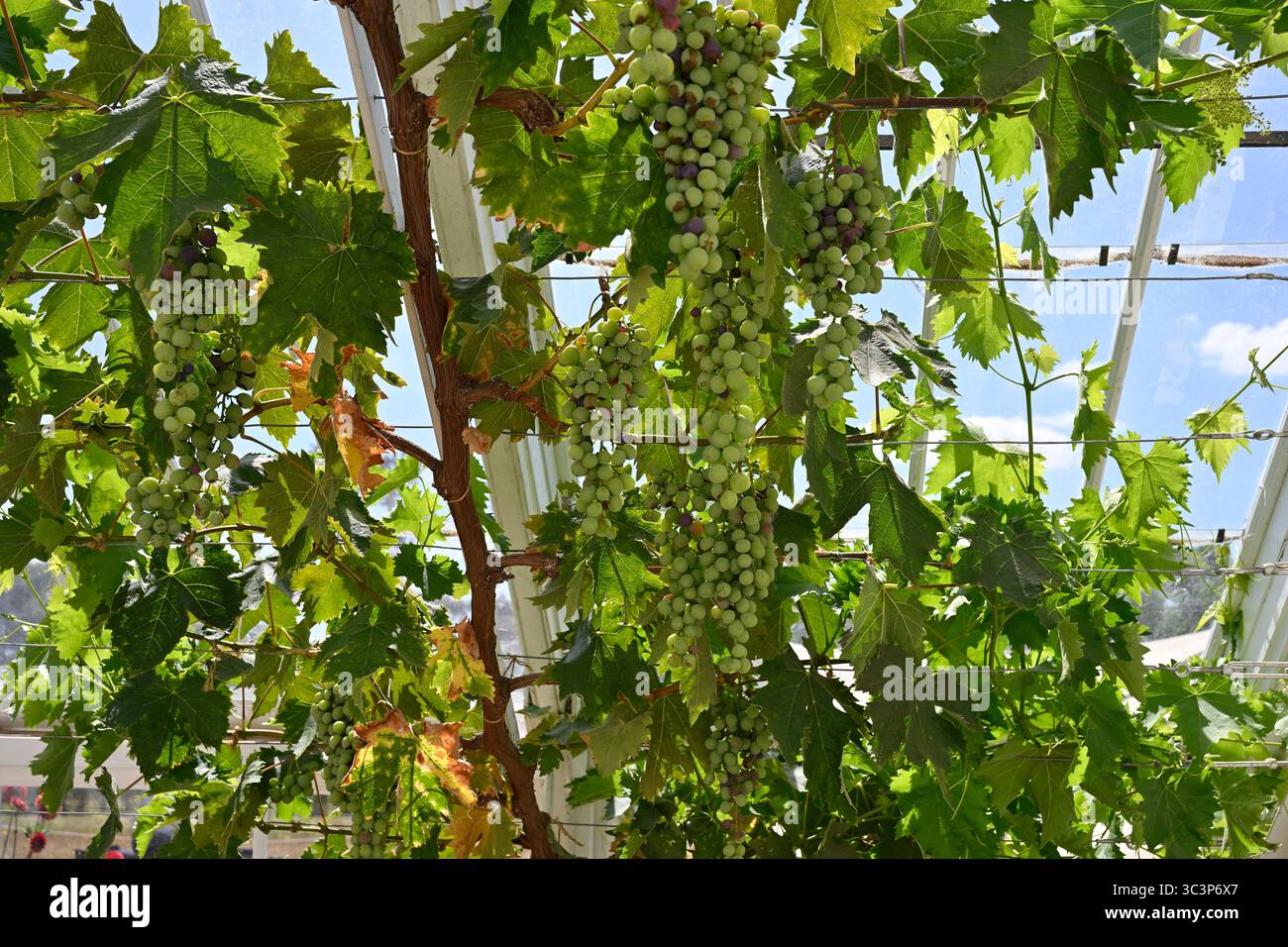 Unripe fruits of Vitis vinifera Schiava Grossa, or grape Black Hamburg ...