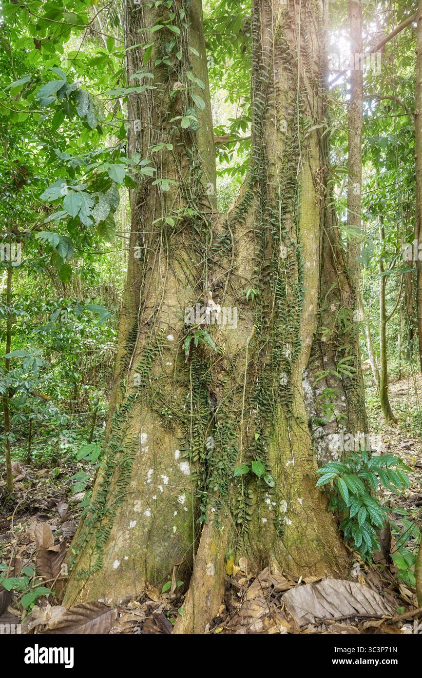 Diverse vegetation in the rainforest of Borneo, Sabah, Malaysia Stock ...