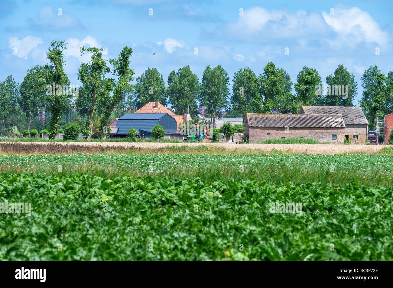 Cabbage and patato fields at the Flemish countryside in Ramskapelle ...
