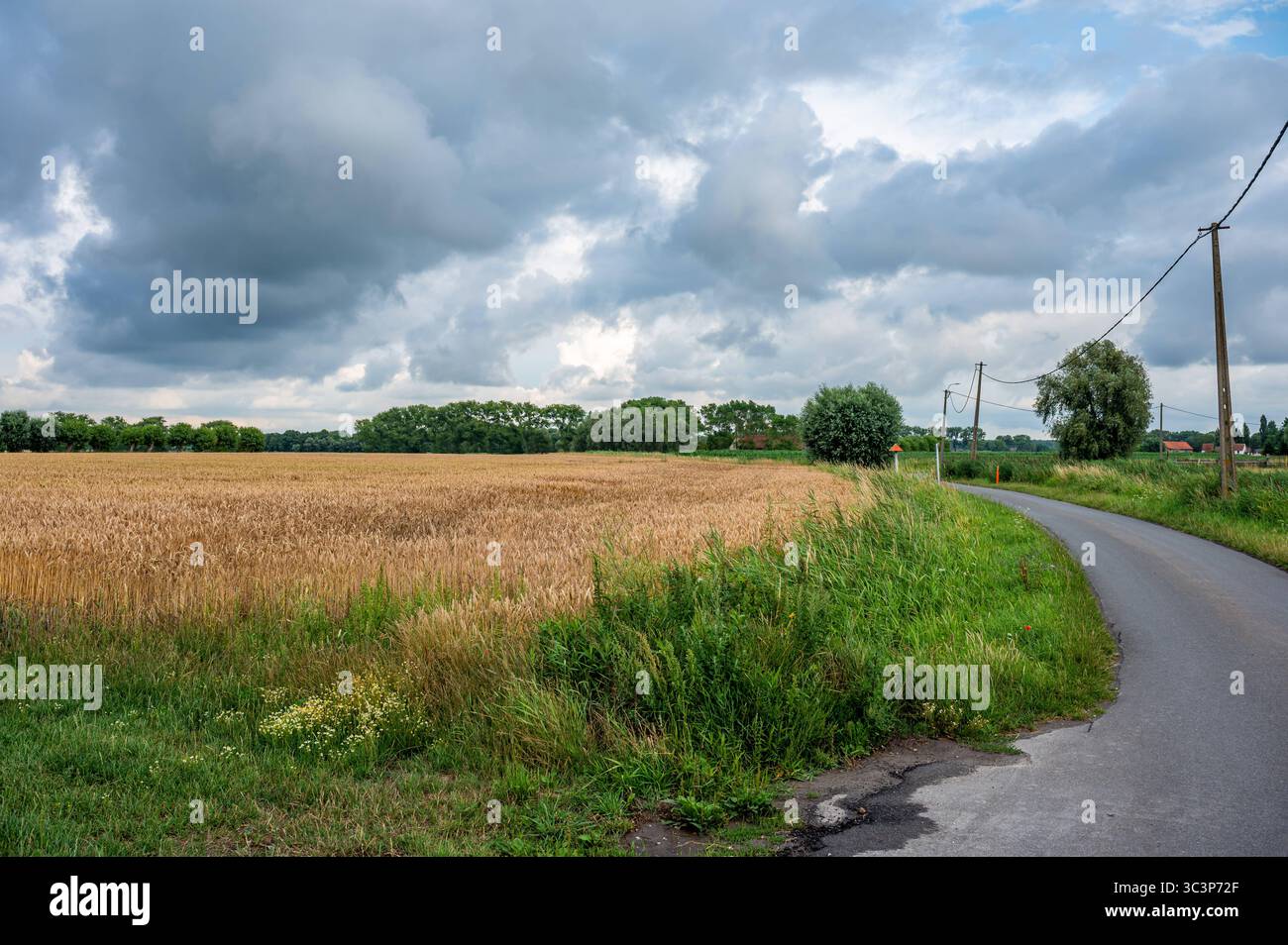 Agriculture fields at the Flemish countrouside around Koolkerke Bruges ...