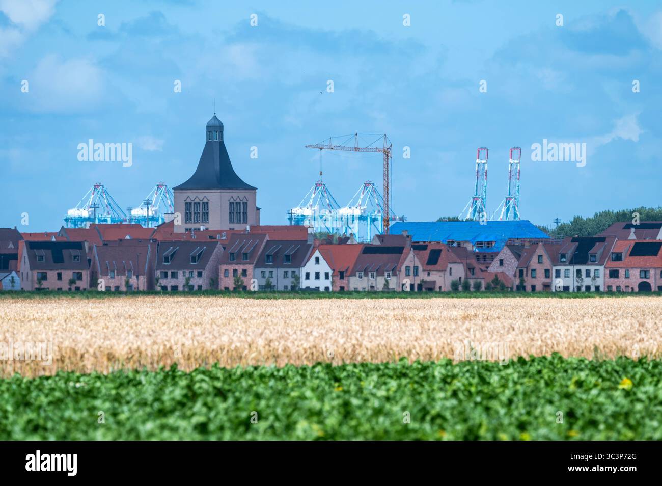 Golden wheat field at the Flemish countryside in Ramskapelle, Knokke ...