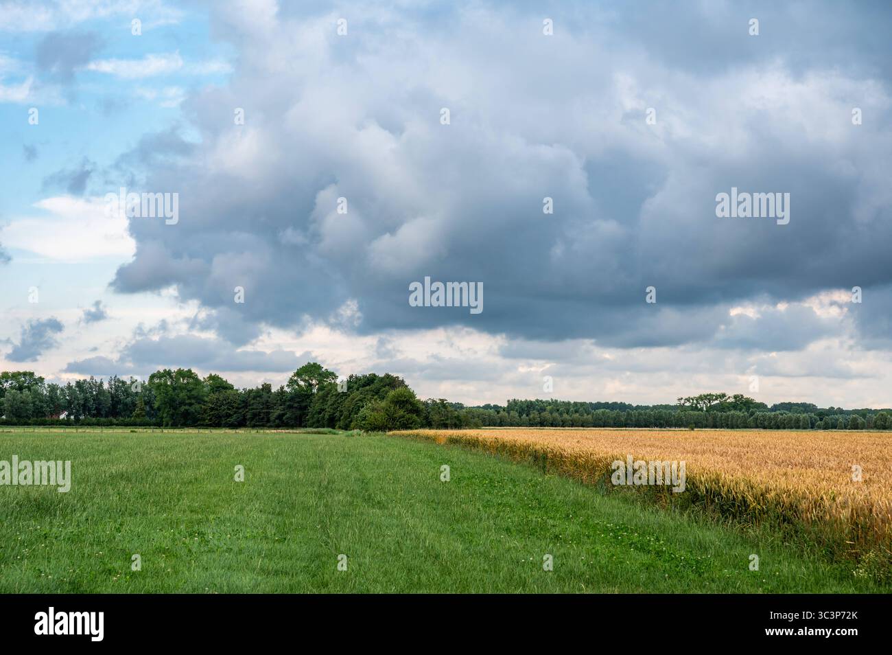 Agriculture fields at the Flemish countrouside around Koolkerke Bruges ...