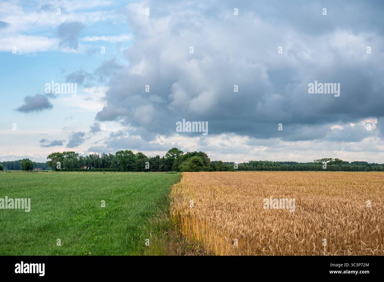 Agriculture fields at the Flemish countrouside around Koolkerke Bruges ...