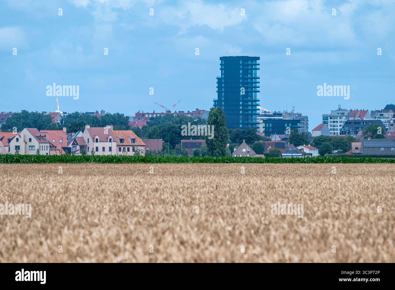 Golden wheat field at the Flemish countryside in Ramskapelle, Knokke ...