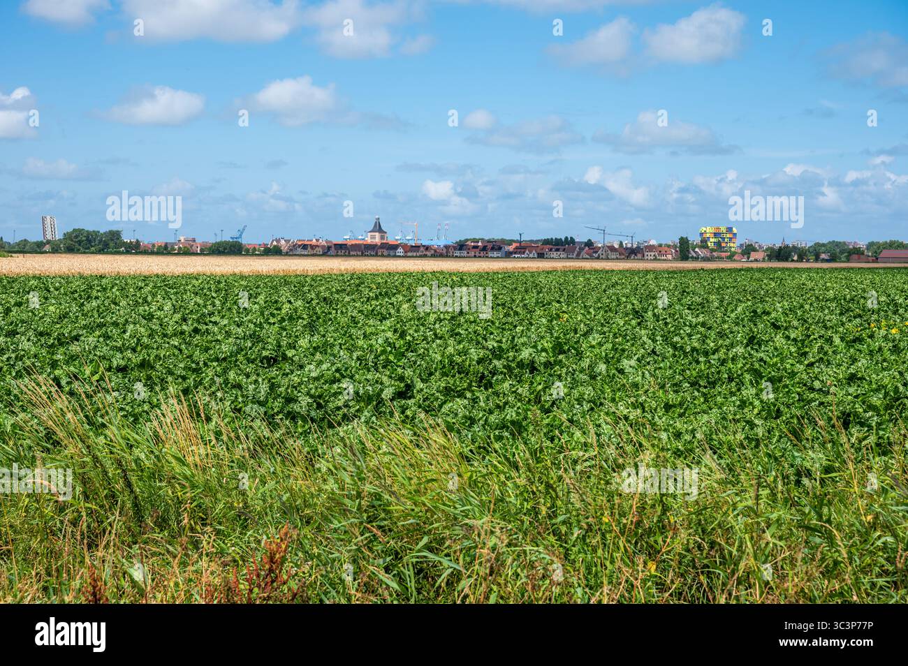Cabbage and patato fields at the Flemish countryside in Ramskapelle ...