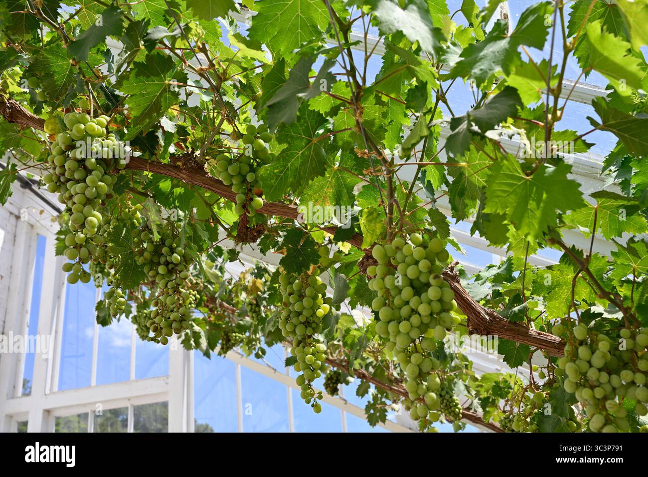 Vitis vinifera muscat of alexandria hi-res stock photography and images - Alamy