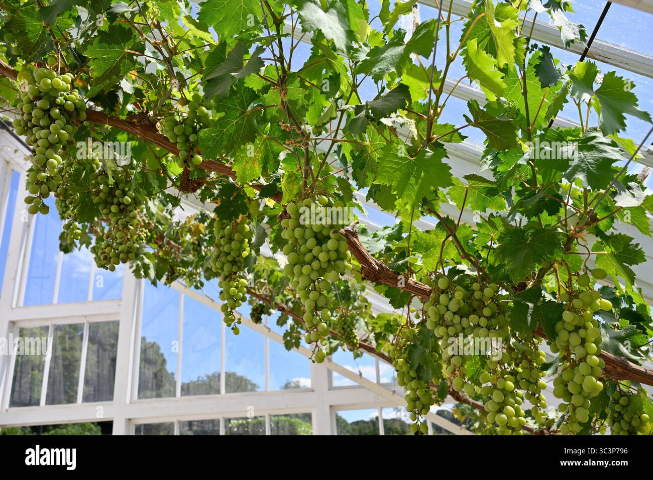 Vitis vinifera muscat of alexandria hi-res stock photography and images - Alamy