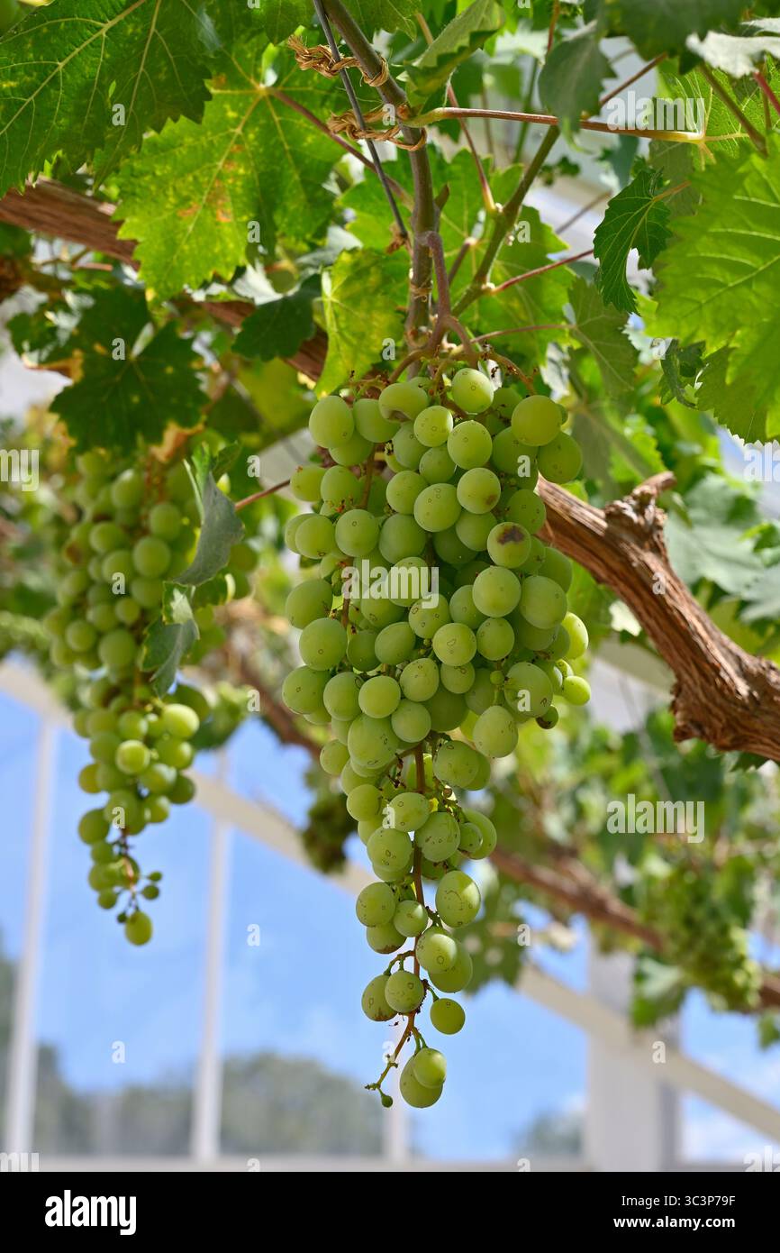 Vitis vinifera muscat of alexandria hi-res stock photography and images - Alamy