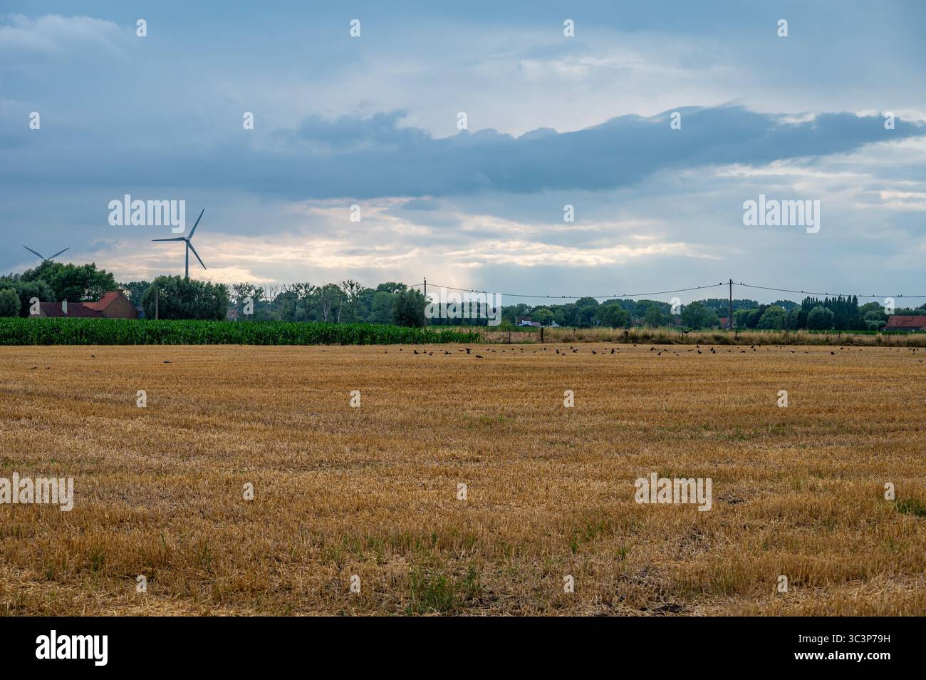 Agriculture fields at the Flemish countrouside around Koolkerke Bruges ...