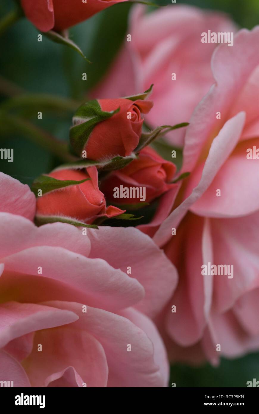 Budding blooms create hi-res stock photography and images - Alamy