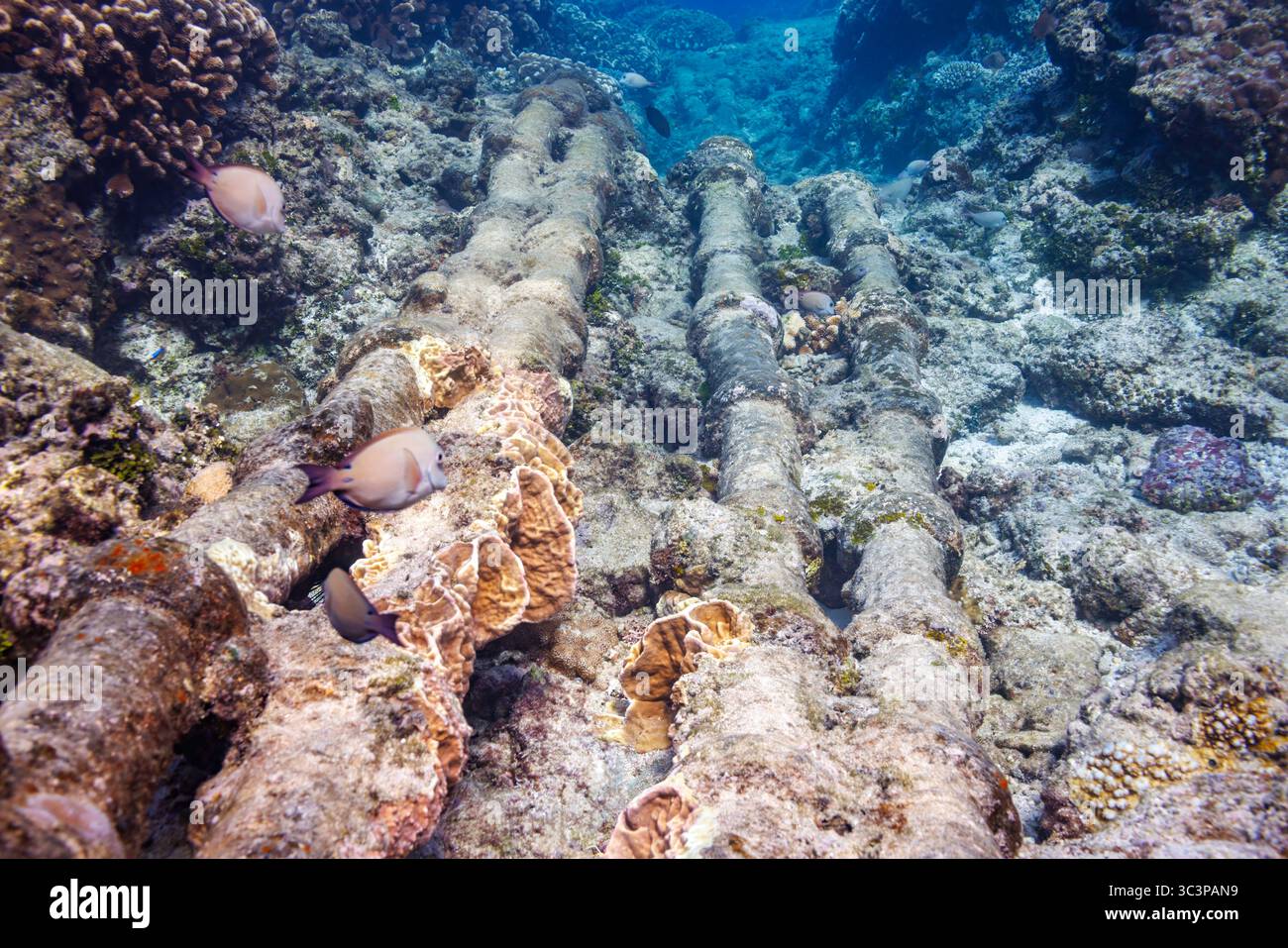 Transpacific fiber optic cables hi-res stock photography and images - Alamy