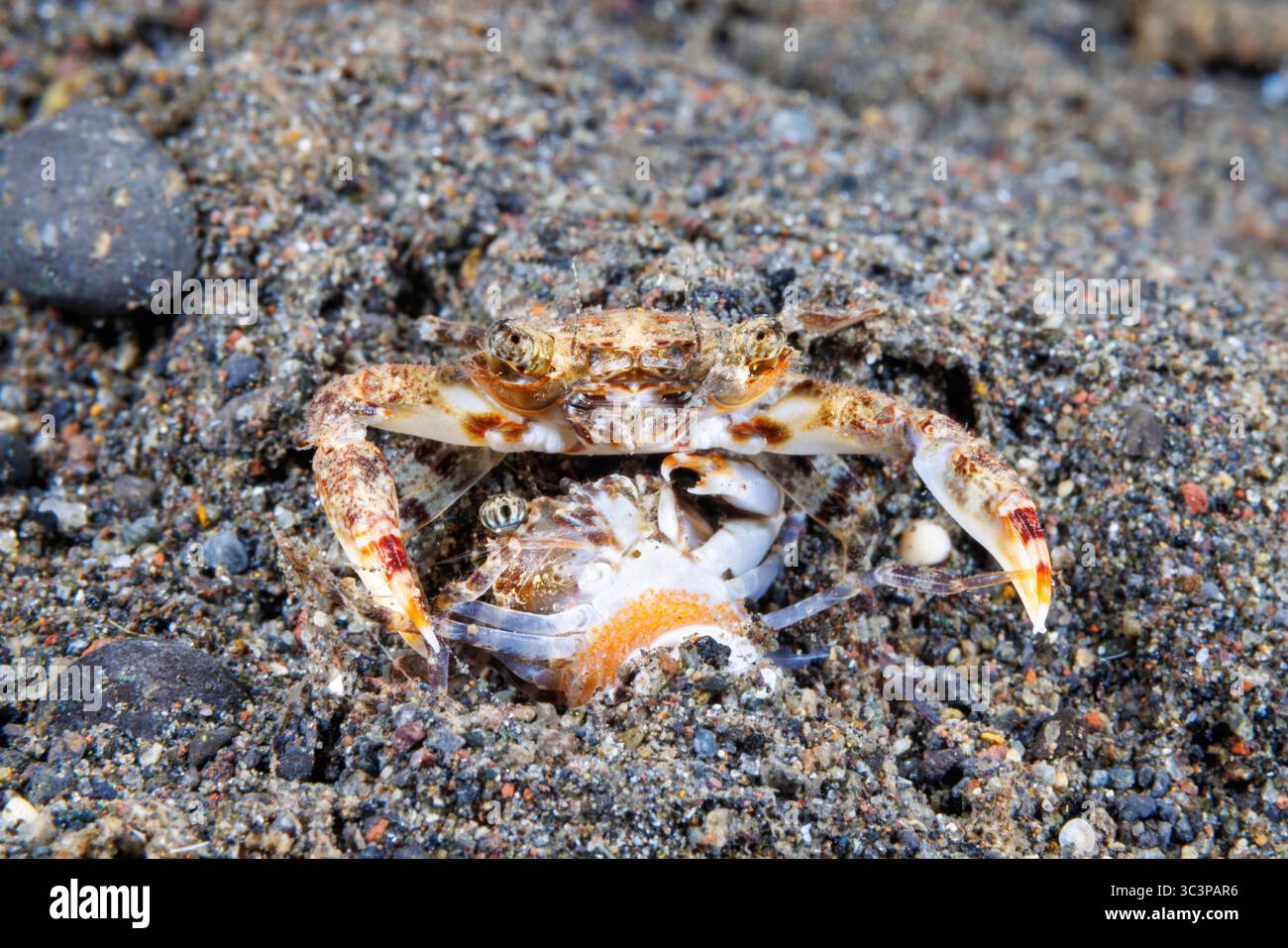 Close up captures pair male hi-res stock photography and images - Alamy