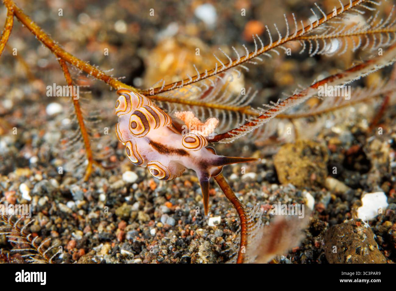Striped nudibranch hi-res stock photography and images - Alamy