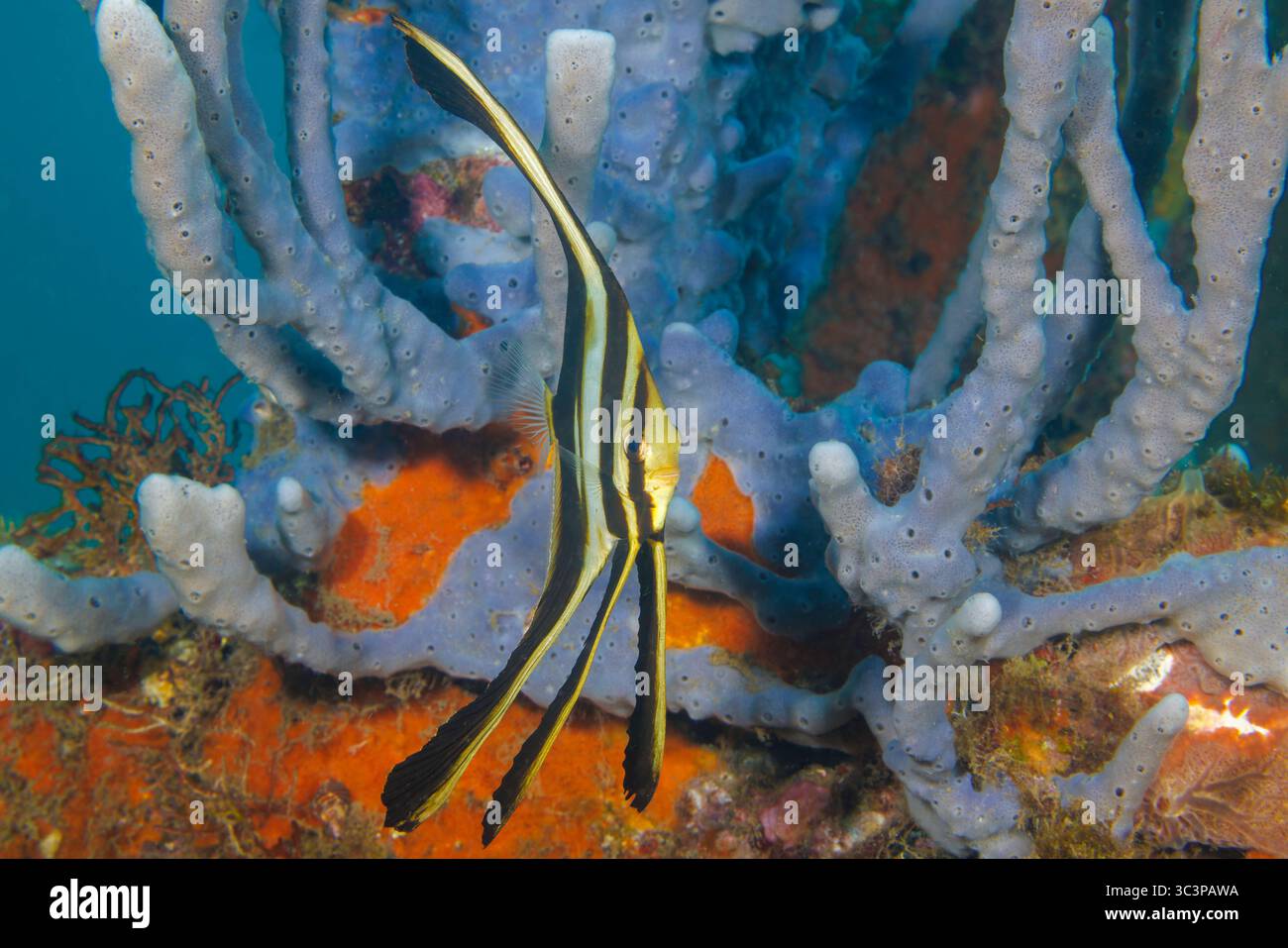 This juvenile longfin batfish, Platax teira, is also known as the ...