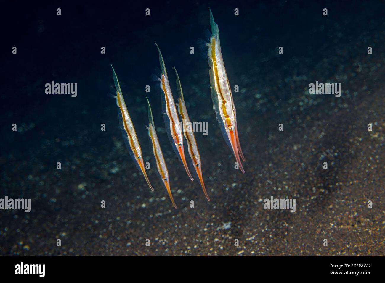 Thick bony scales hi-res stock photography and images - Alamy