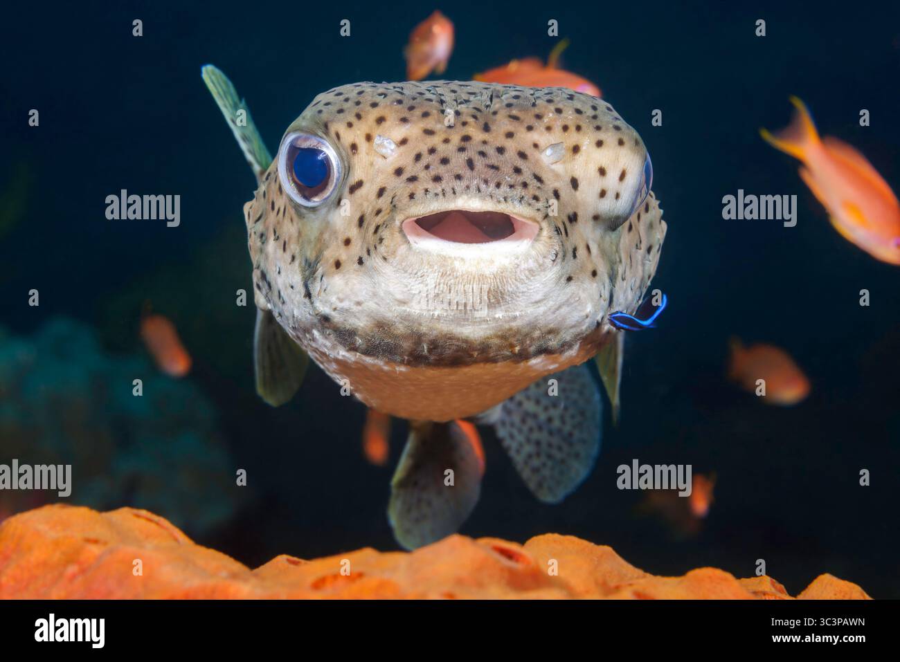 Hard shelled invertebrate feeder hi-res stock photography and images ...
