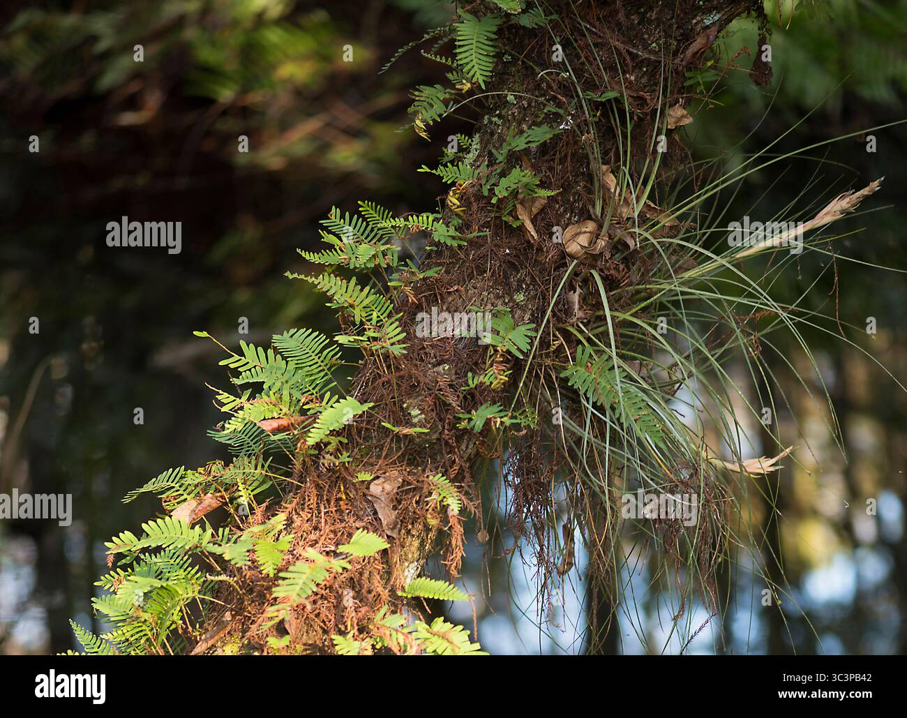 Resurrection Fern (Pleopeltis polypodioides) with Southern needleleaf ...