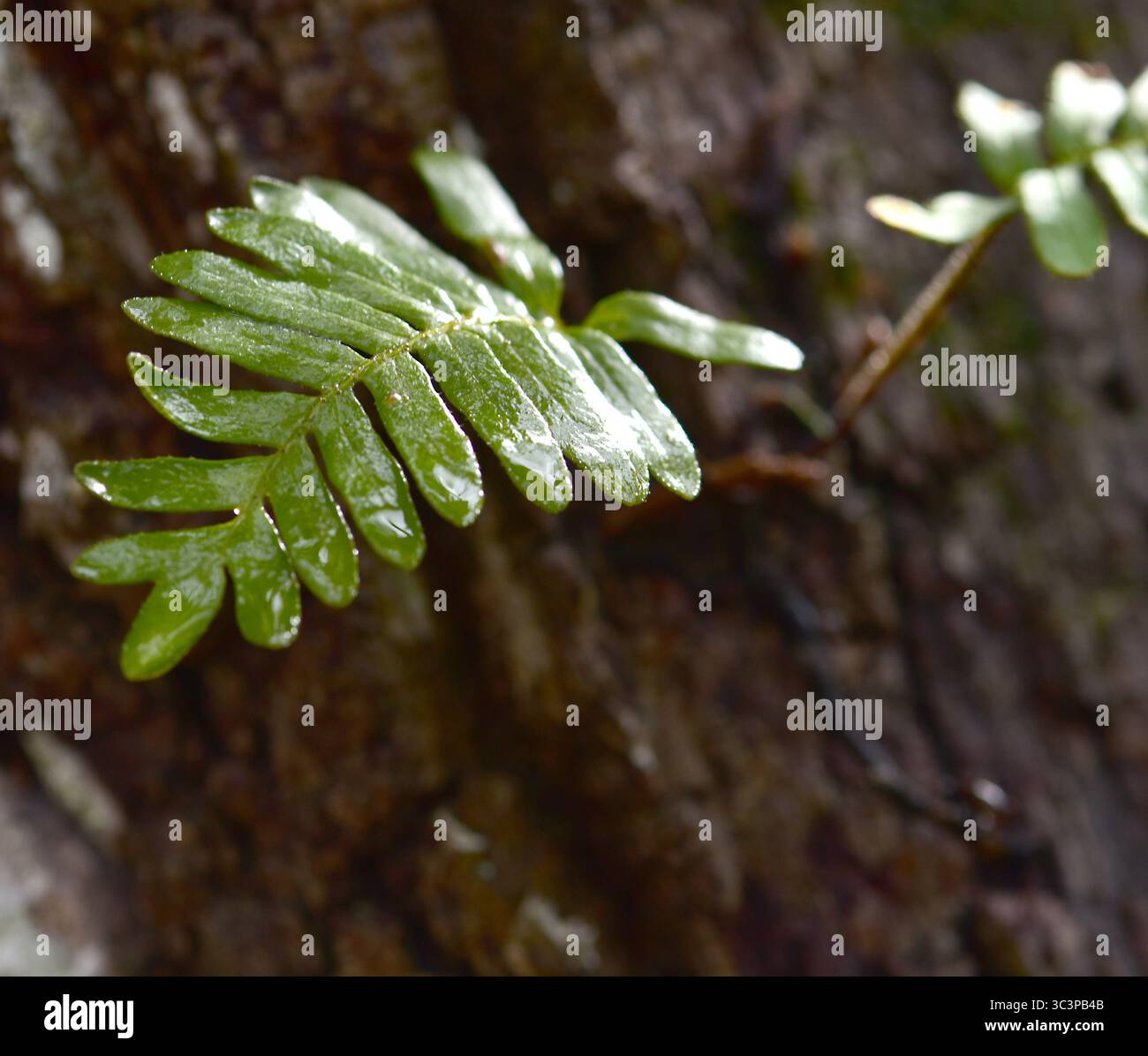 Resurrection Fern openned (Pleopeltis polypodioides) is known for its ...