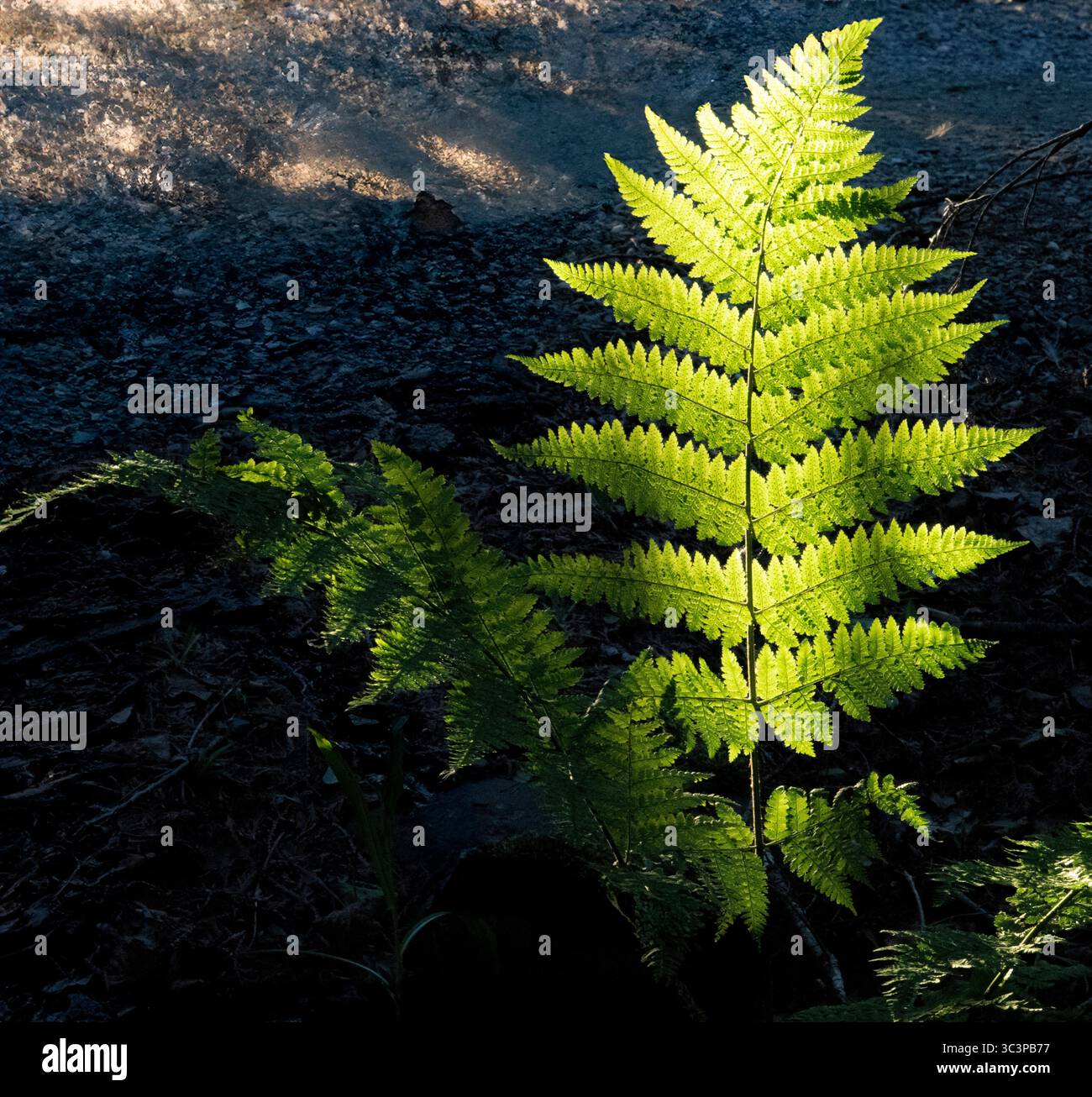 Intermediate Wood Fern (Dryopteris intermedia) is a common fern of ...