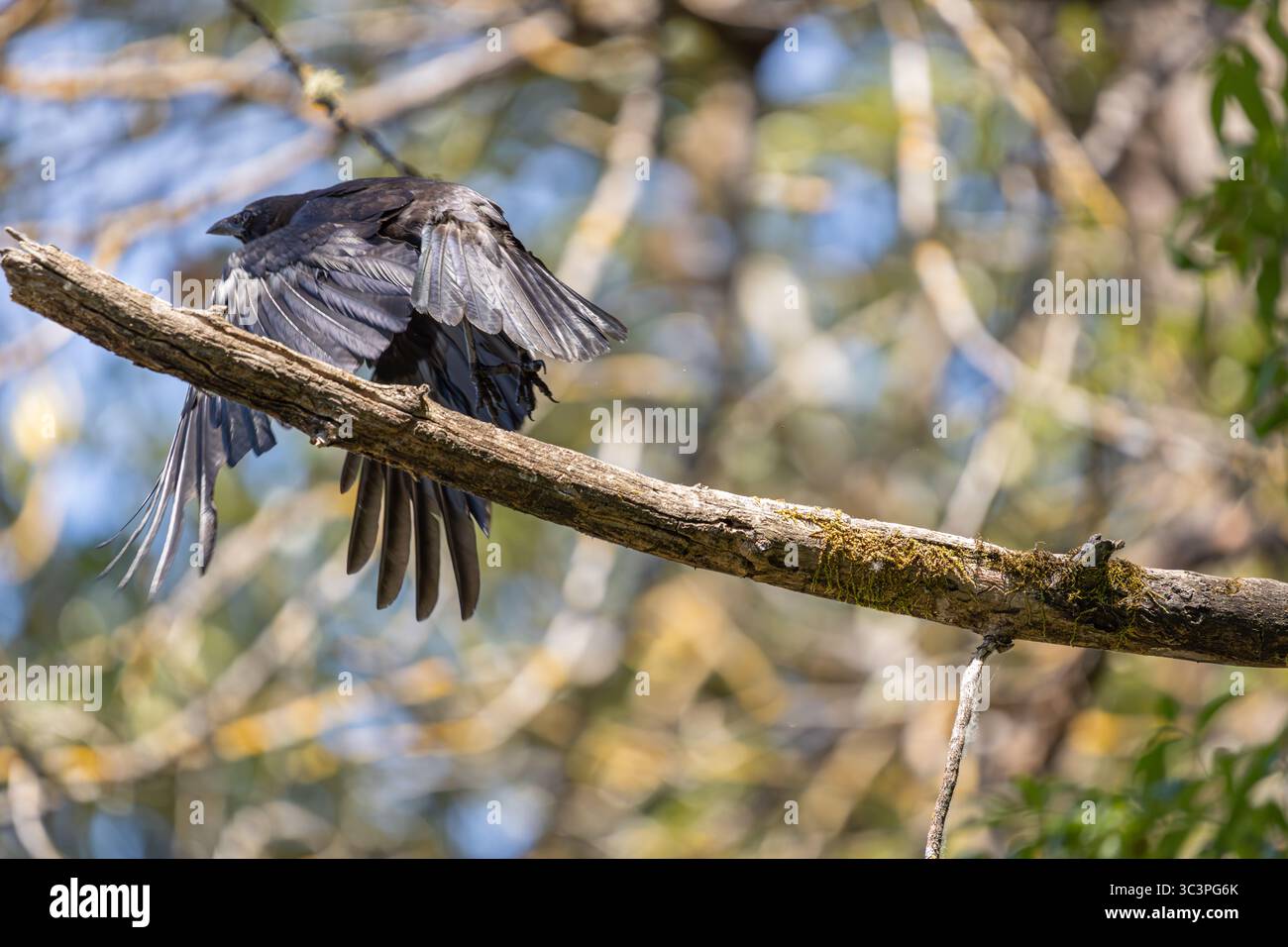 American crow taking off hi-res stock photography and images - Alamy