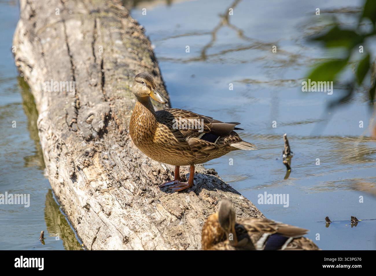 A female Mallard Duck standing on a log at Whitaker Ponds Nature Park ...