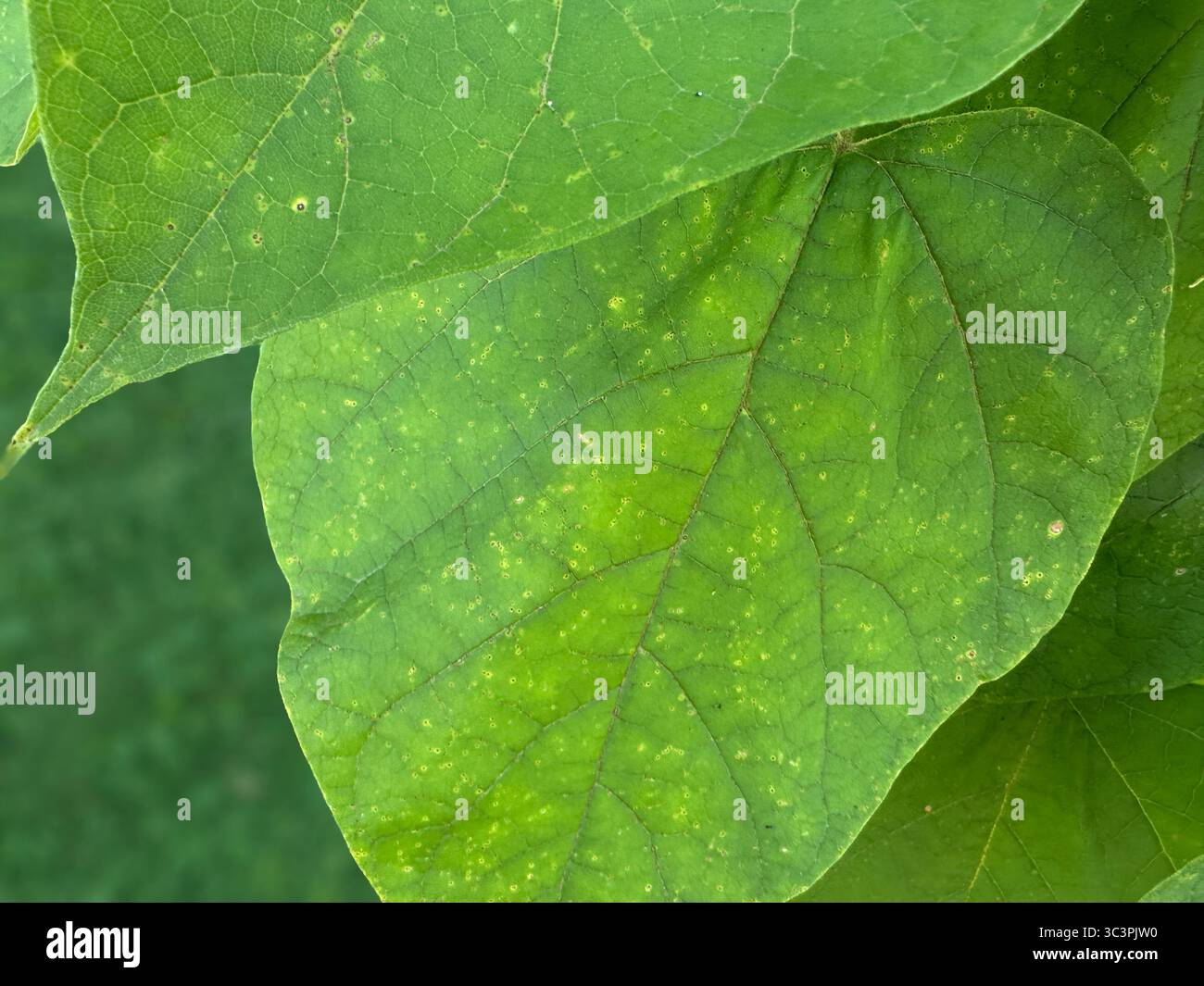 Large green leaves close up hi-res stock photography and images - Alamy