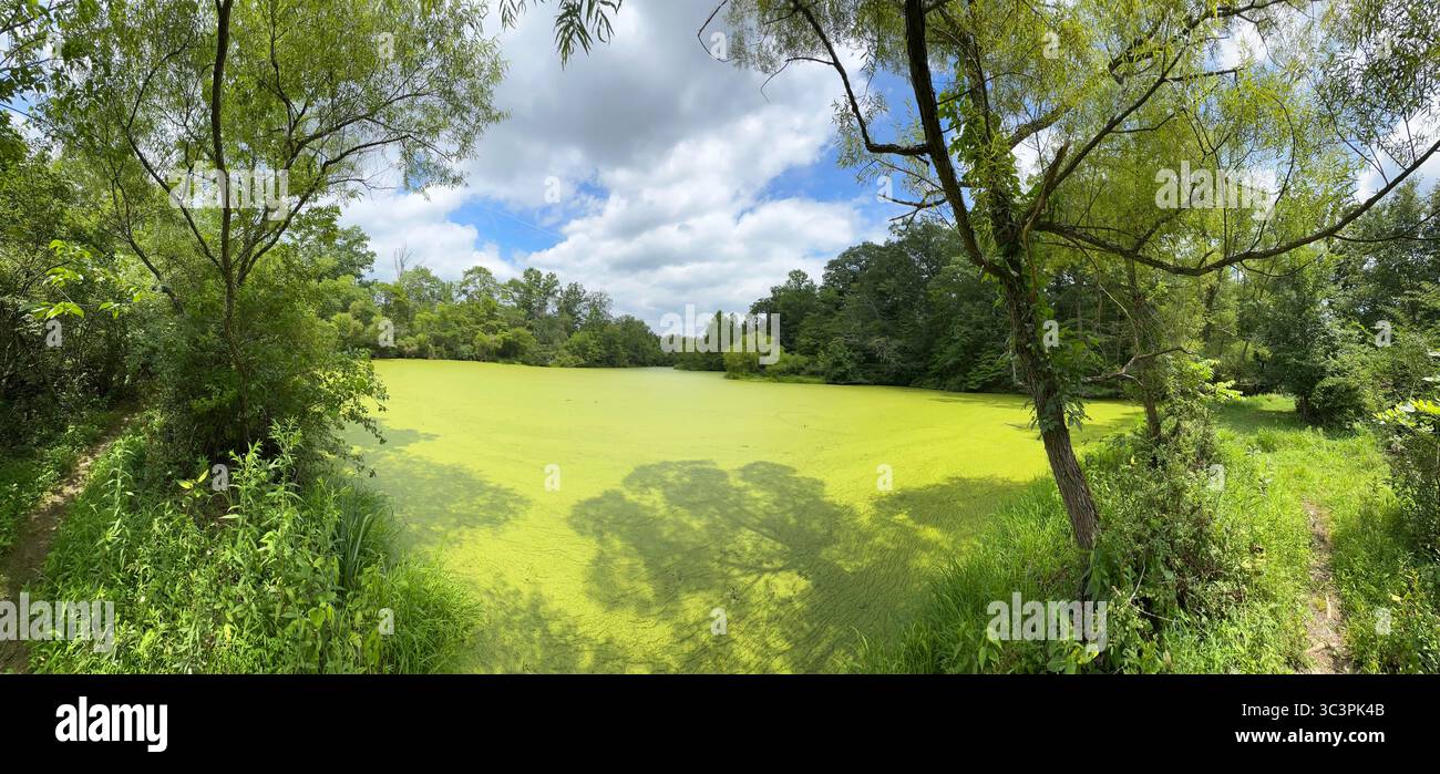 Beautiful pond in woods hi-res stock photography and images - Alamy