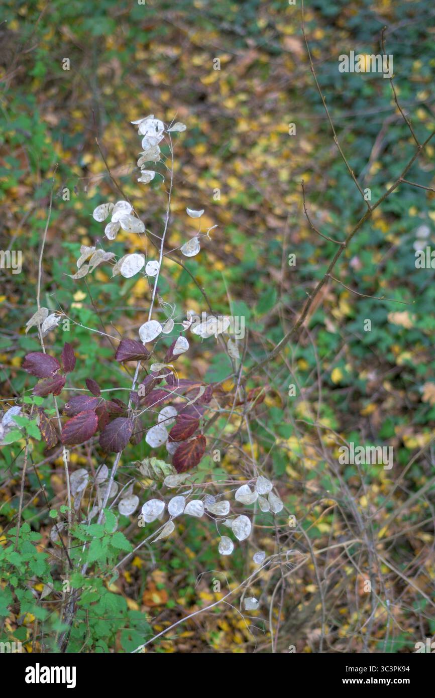 Seed pods detail hi-res stock photography and images - Alamy