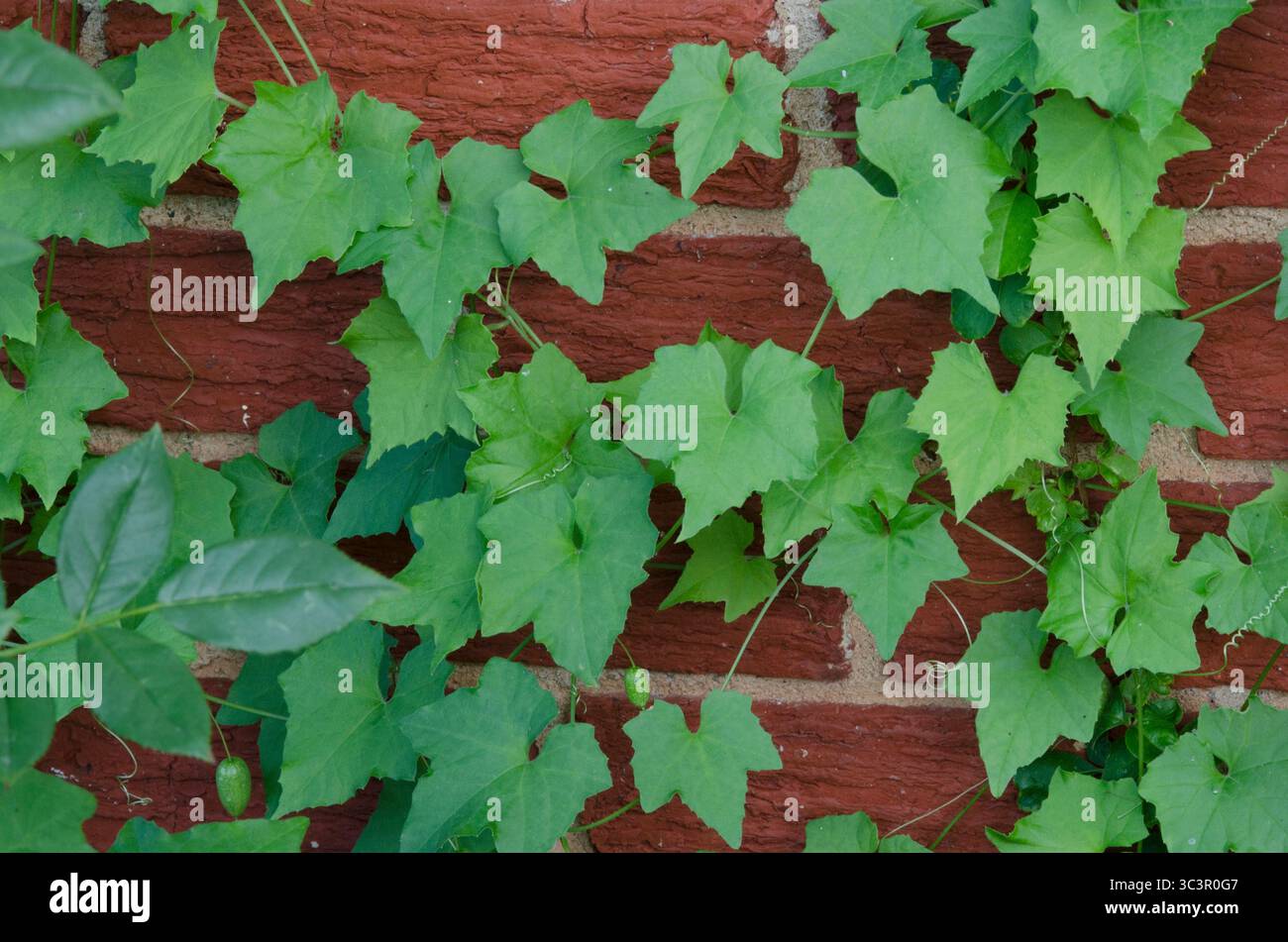 Creeping Cucumber, Melothria pendula, growing up brick wall Stock Photo ...