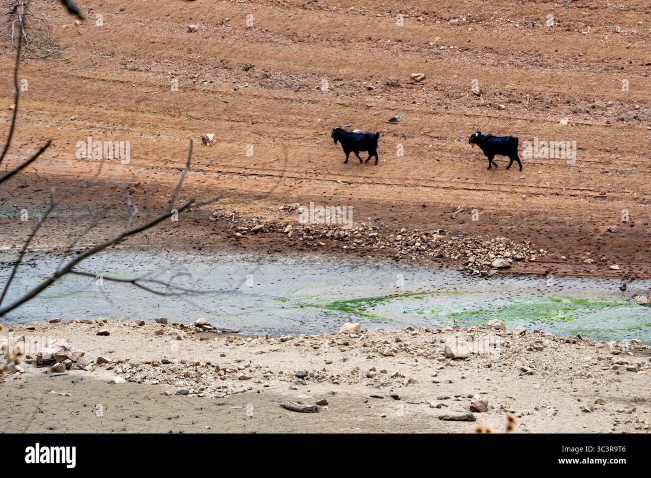 Feral goats in australia hi-res stock photography and images - Alamy