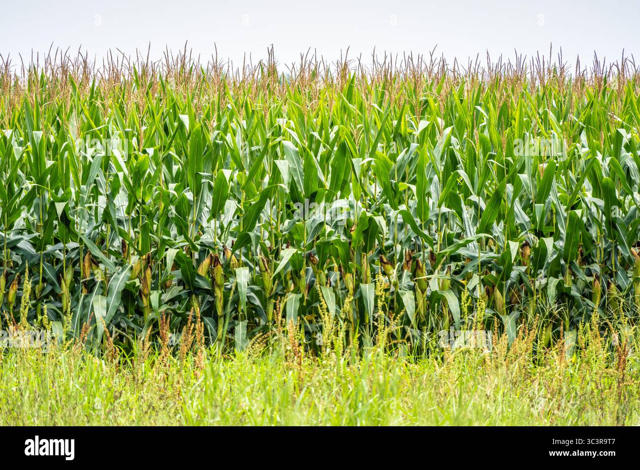 Fort valley corn field hi-res stock photography and images - Alamy