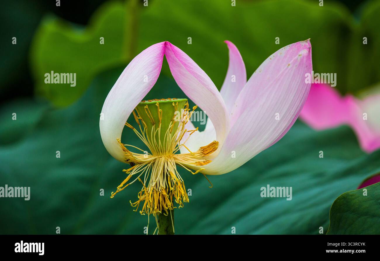 Cute heart frame made hi-res stock photography and images - Alamy