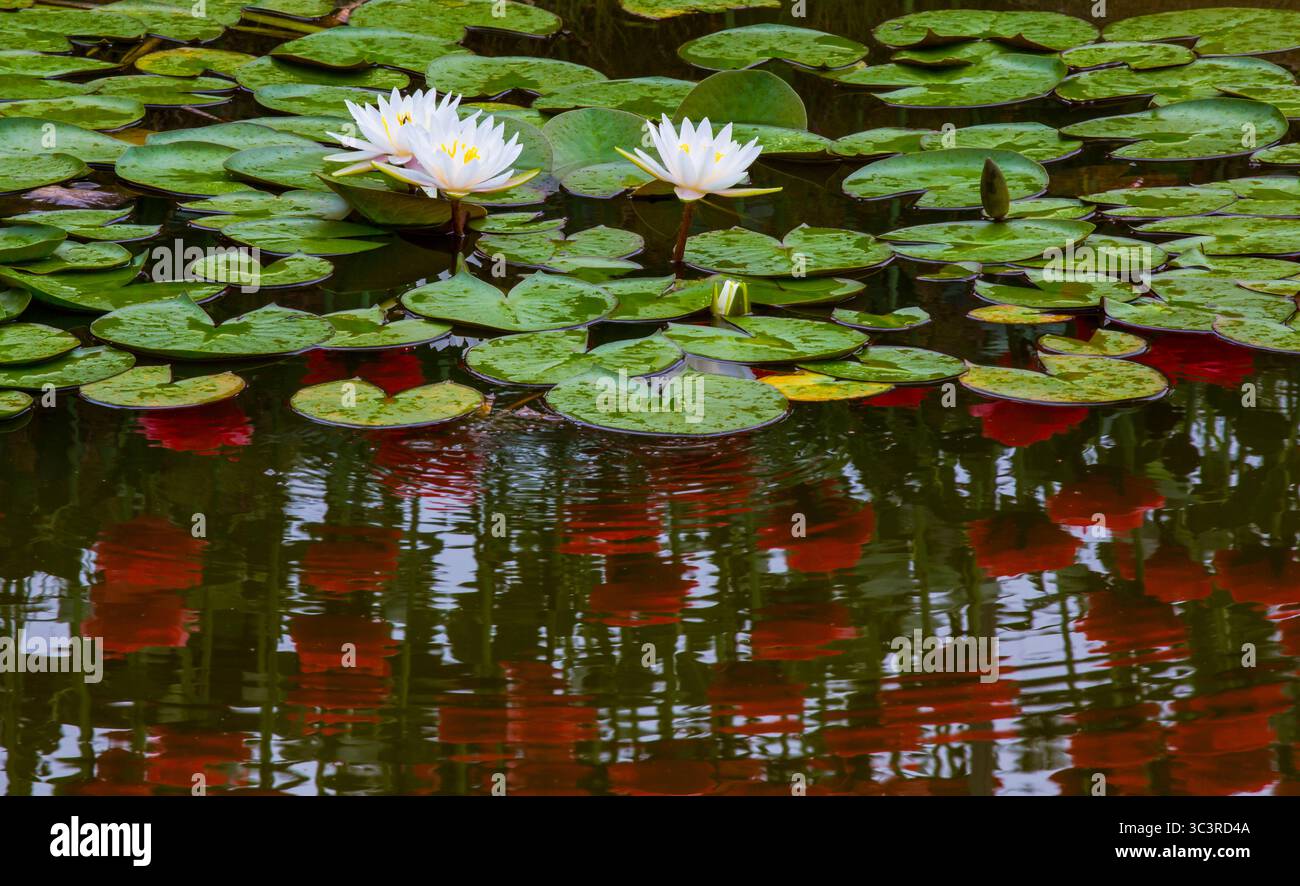 Floating root aquatic plant water hi-res stock photography and images ...