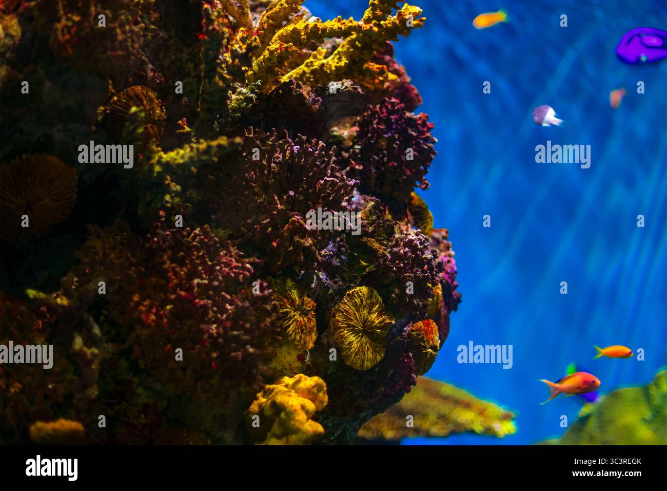 Vibrant coral formations create a captivating underwater scene. Variety ...