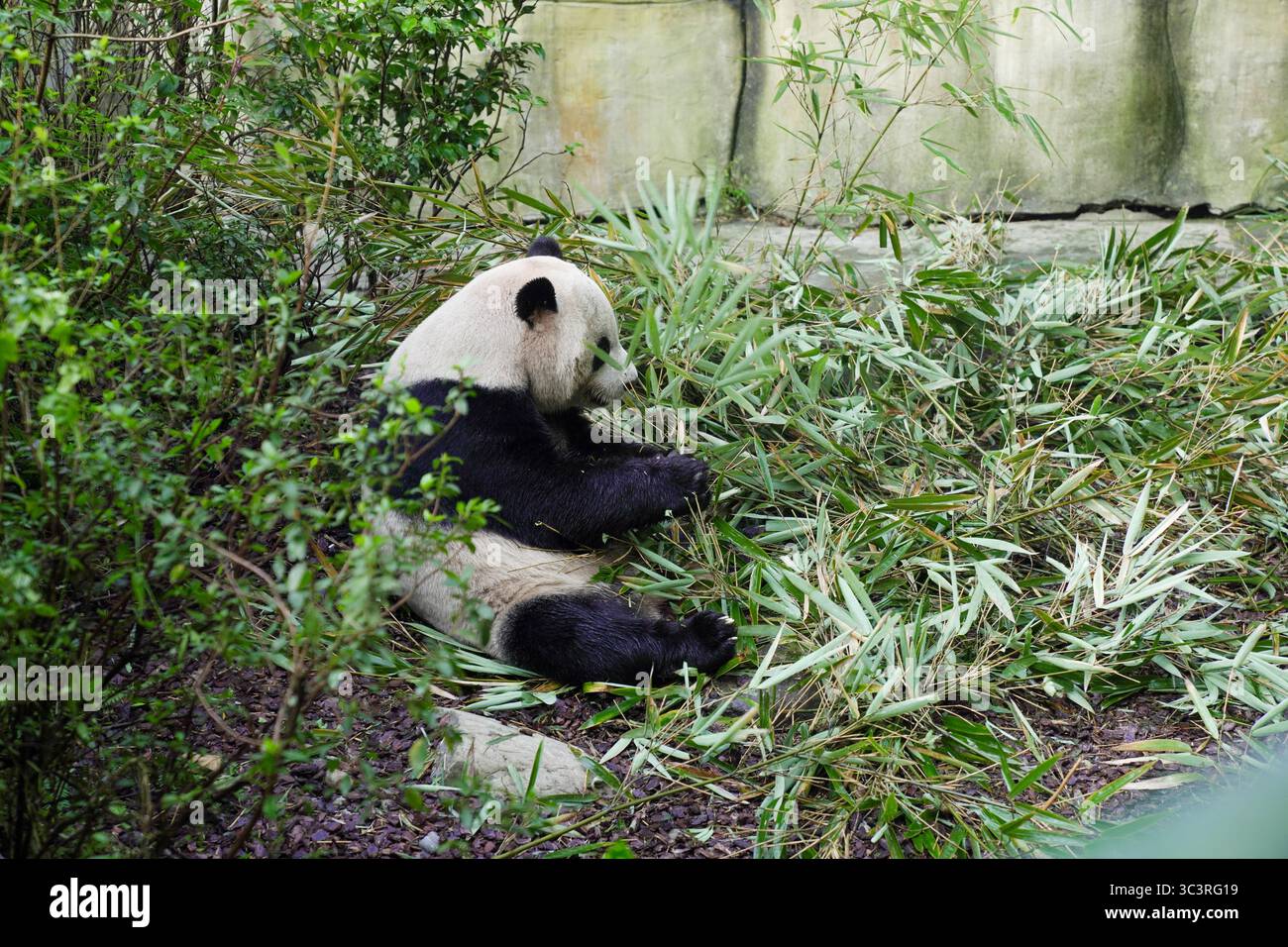 Giant pandas, China's most important protected animals, are well-cared ...
