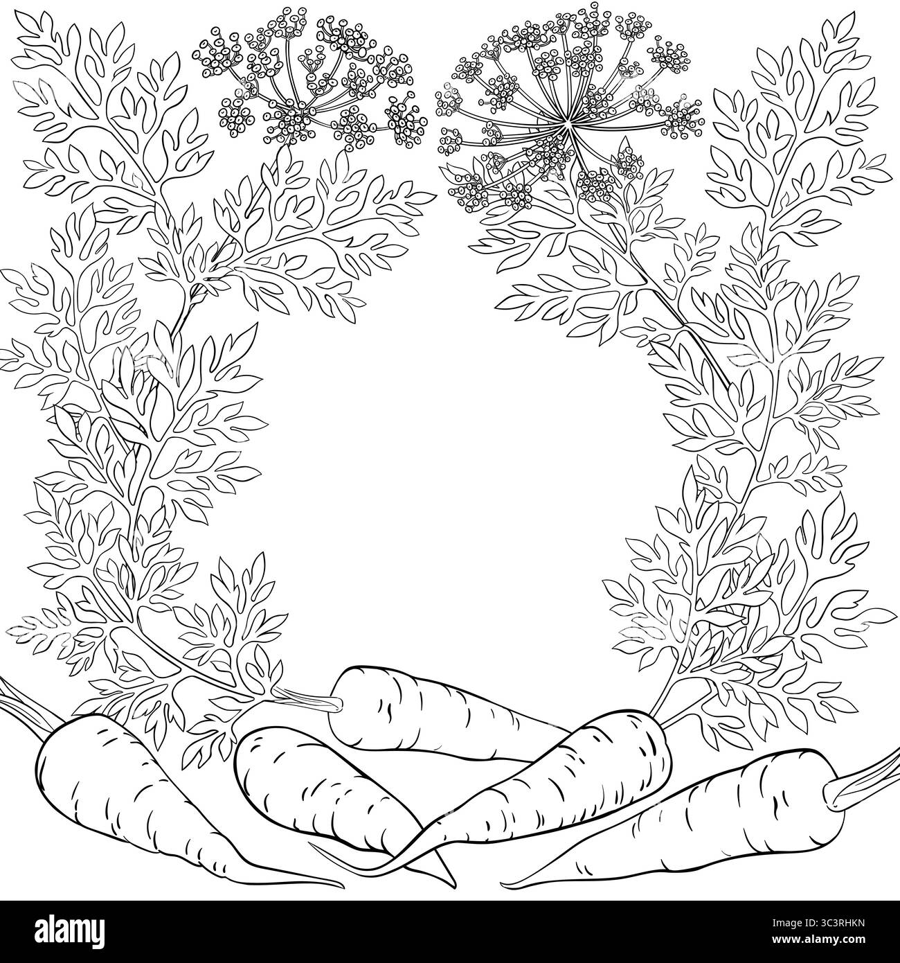 Carrot plant flowers Black and White Stock Photos & Images - Alamy