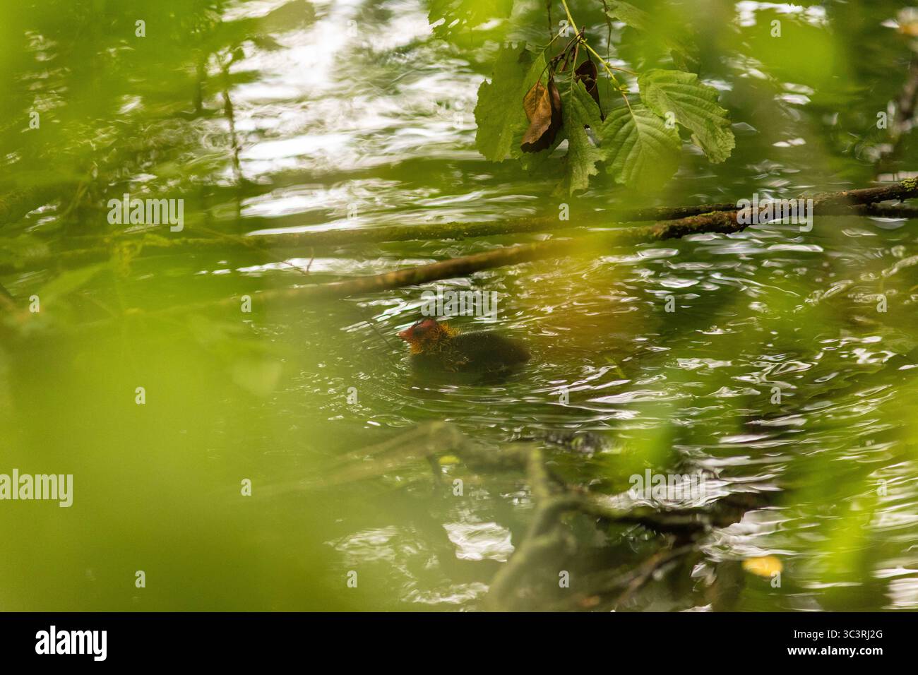 The Eurasian coot (Fulica atra), also known as the common coot, or ...