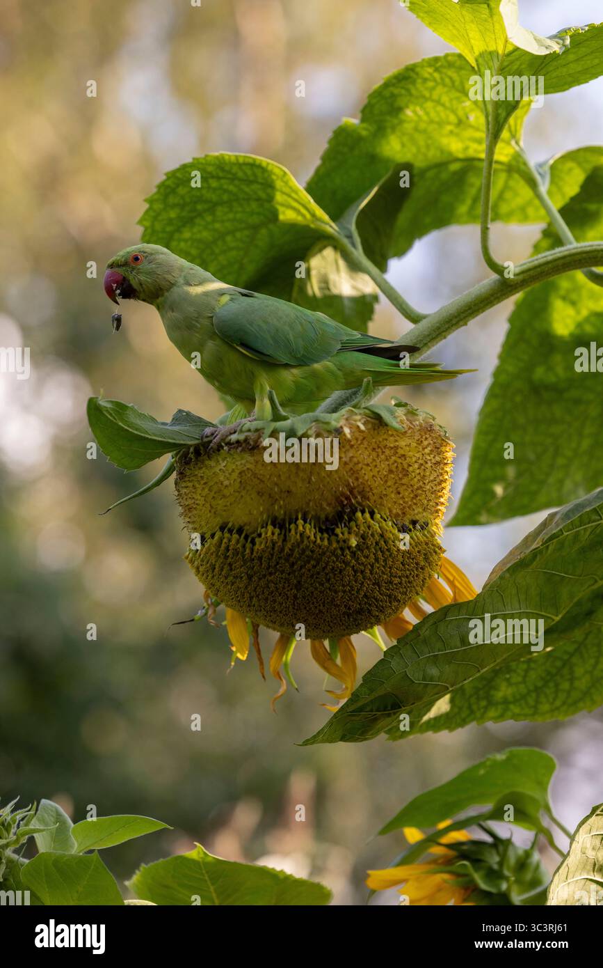 Picture shows a hungry ring-necked parakeet eating the seeds from a ...