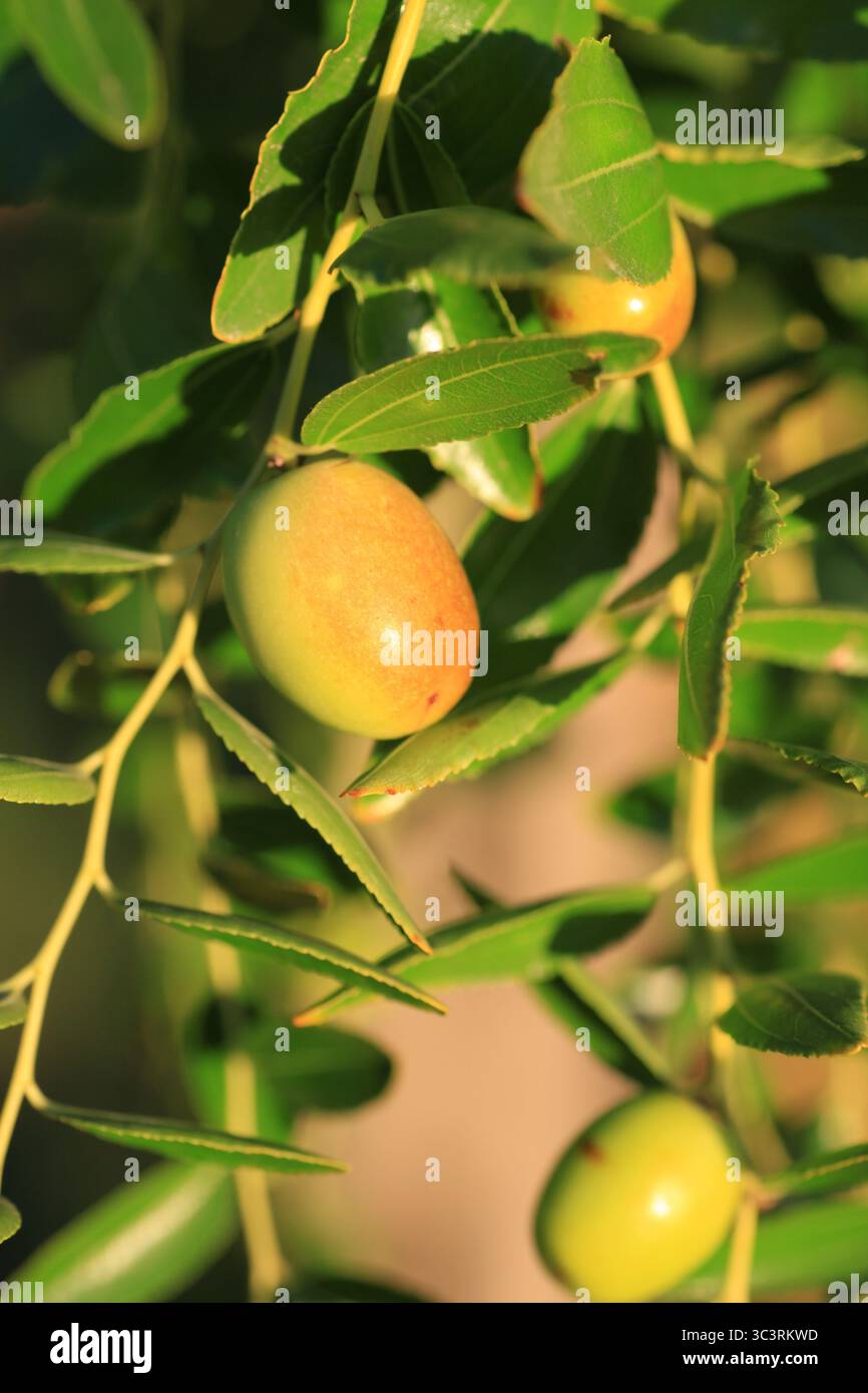 Small green olive hanging hi-res stock photography and images - Alamy